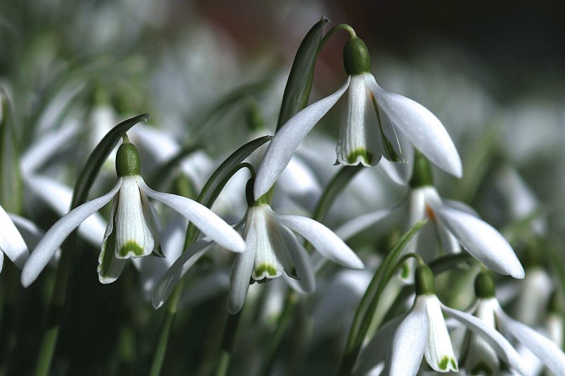 Galanthus nivalis (Snowdrop) - Hugh Knott