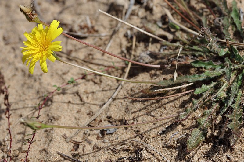 Leontodon saxatilis (Lesser Hawkbit) - Hugh Knott