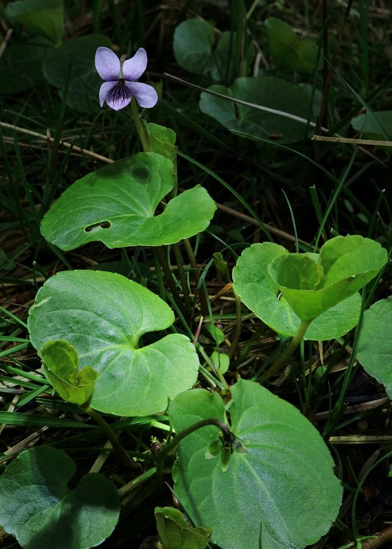 Viola palustris (Marsh Violet) - Hugh Knott