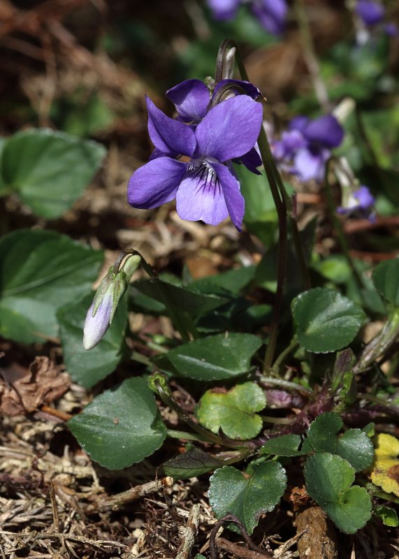 Viola riviniana (Common Dog-violet) - Hugh Knott