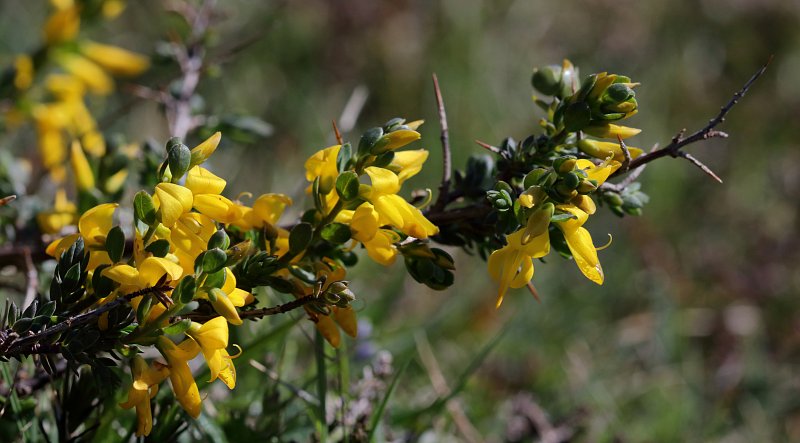 Genista anglica (Petty Whin) - Hugh Knott