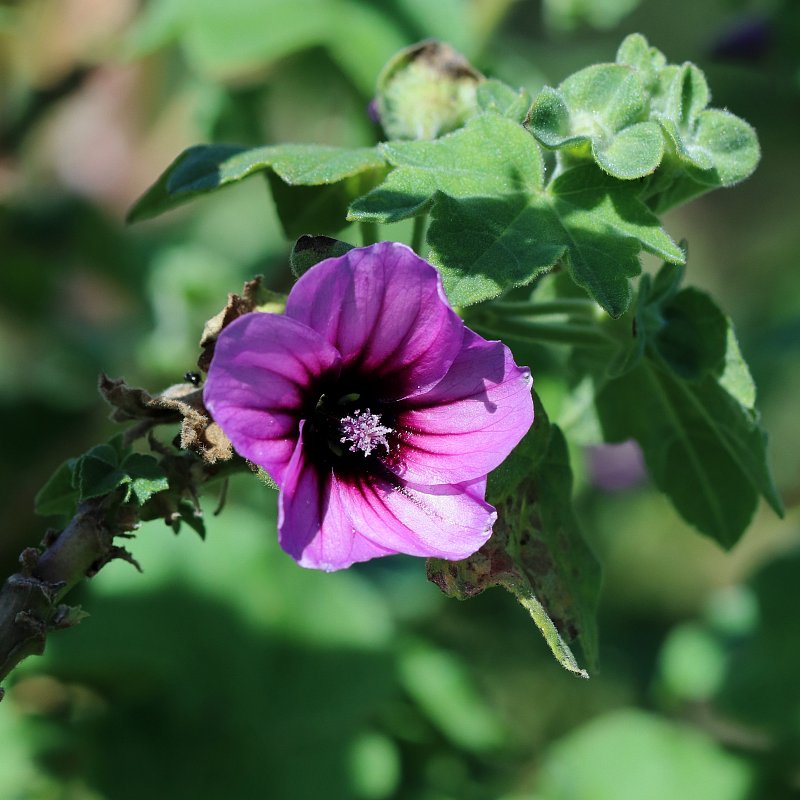 Malva arborea (Tree-mallow) - Hugh Knott