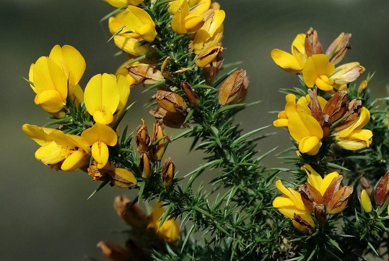 Ulex gallii (Western Gorse) - Hugh Knott