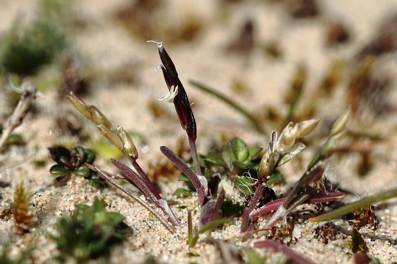 Mibora minima (Early Sand-grass) - Hugh Knott